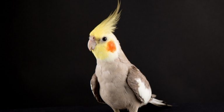 Average Cockatiel Prices & Associated Costs – Your Parrot Cage