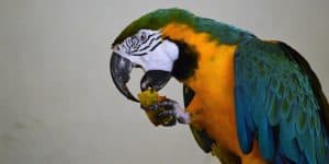 Do Macaws Bite? Reasons, Warning Signs & How To Stop It – Your Parrot Cage
